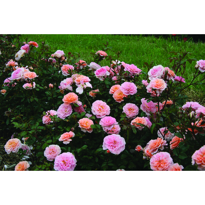 GREEN PLUS Standard Drift Rose 3-Gallon - Assorted 829525010772 | RONA