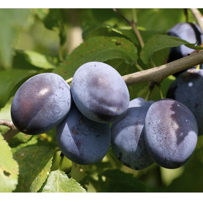 Plum Tree 4-in-1 - 5-gal. Container 829525011045 | RONA