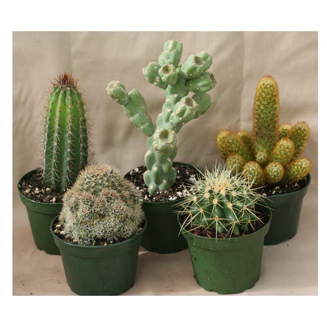 Assorted Cacti - 4" x 4" x 7" | RONA
