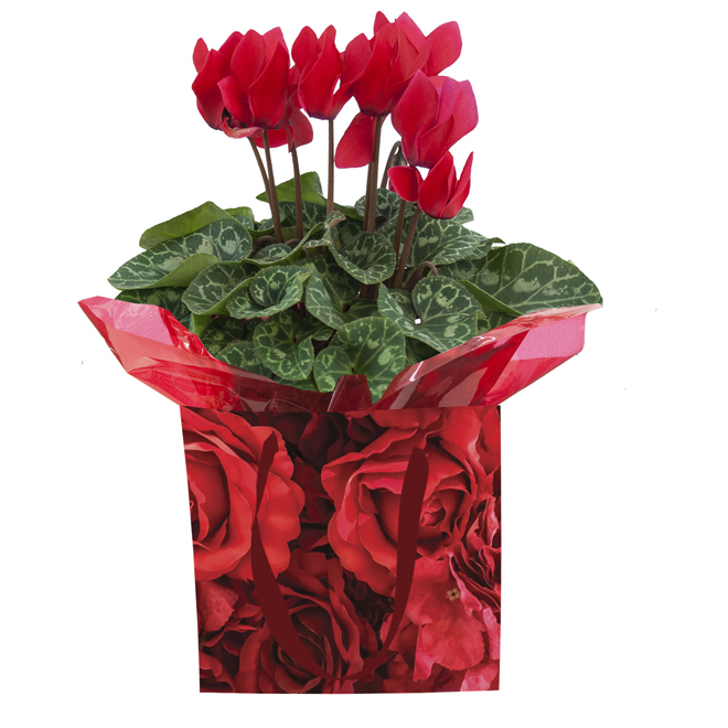 Blooming Box - 6" | RONA