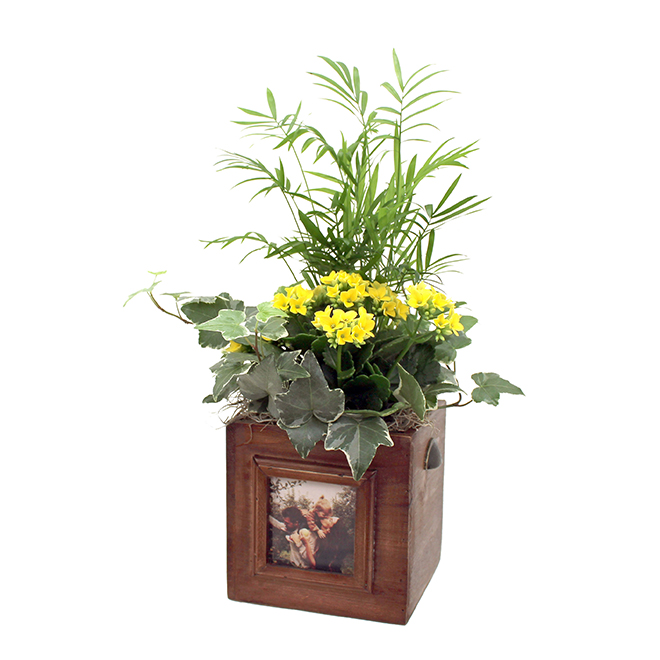 Garden in Photo Frame Pot KODK201 | RONA