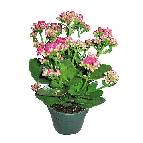 MARCHE FLORAL Assorted Calandiva - 6'' Grower Pot 71600-061 | RONA