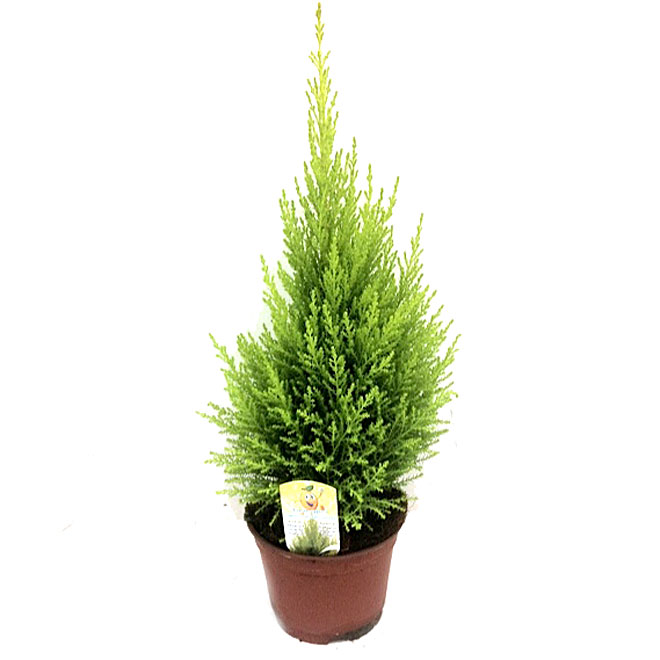 MARCHE FLORAL Goldcrest Cupressus Cone - 6'' 0842-06 | RONA