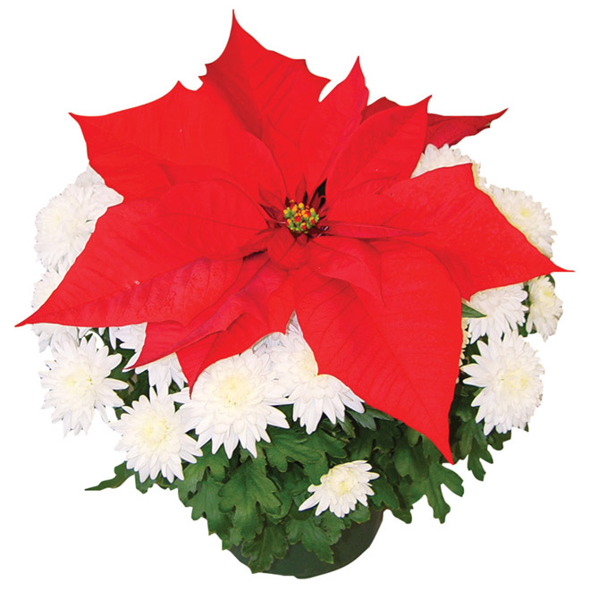 "Mumsettia" 0447-07 | RONA