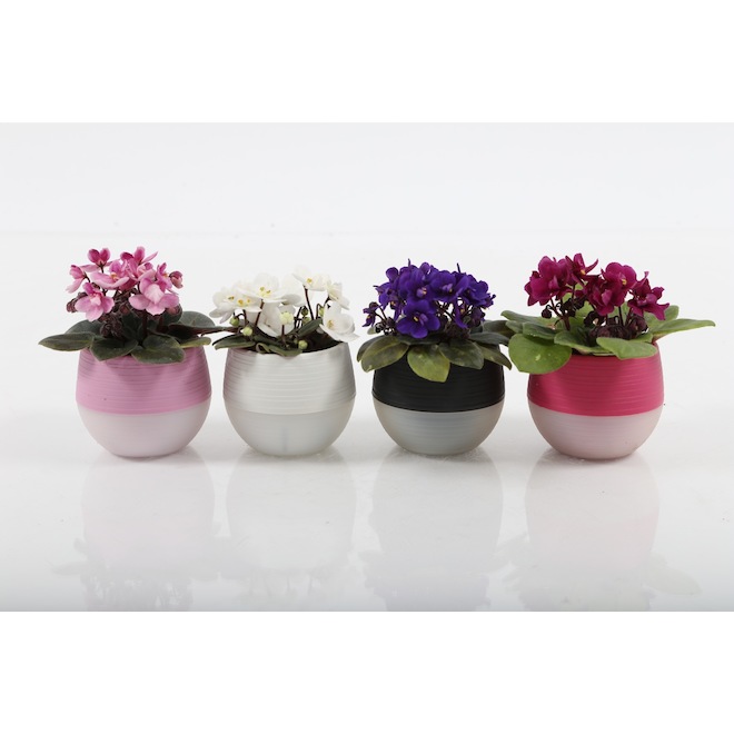 MARCHE FLORAL African Violet in a Mini Decorative 2.5-in Pot 57260-003 ...