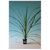 Fernlea Flowers Cordyline, 4.5-in Red 70135 | RONA
