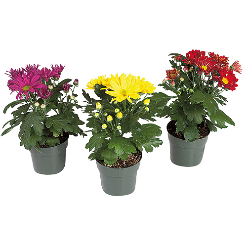 BURNABY LAKE Vanderveen's Greenhouses - Assorted Mum - 4-in Grower Pot ...