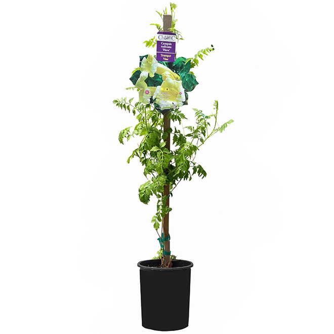 Vine in 1-gal. Pot - Assorted CLEAR11119 | RONA