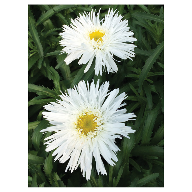 Assorted Perennials | RONA