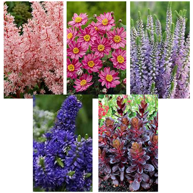 Deluxe Perennials - 20 cm - Assorted VMIX001-DL20 | RONA