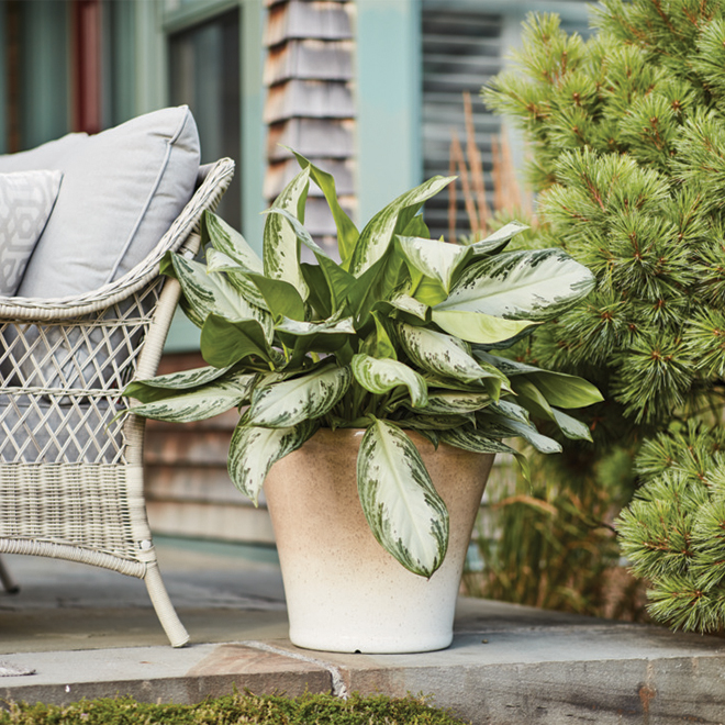 Style Selections Resin Planter - 18-in - Gradient Brown PLR0418RNE | RONA