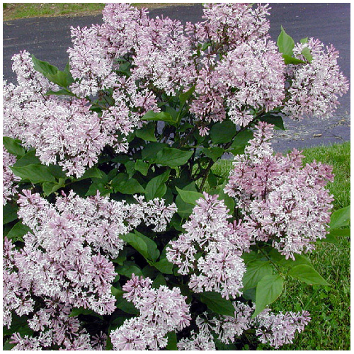 INLINE NURSERIES Lilac in #1 Pot - Assorted Colours 2900411 | RONA