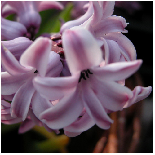 INLINE NURSERIES Assorted Lilac in #3 Pot 5840433 | RONA