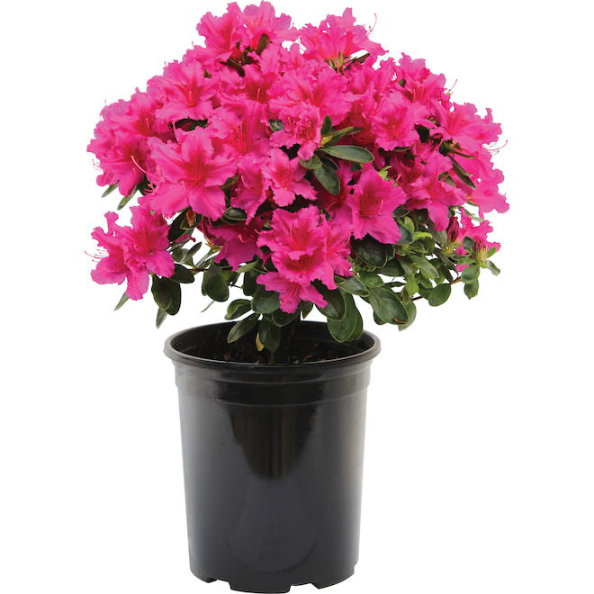 Inline Nurseries Assorted Azaleas - 1-gal. 5780411 | RONA