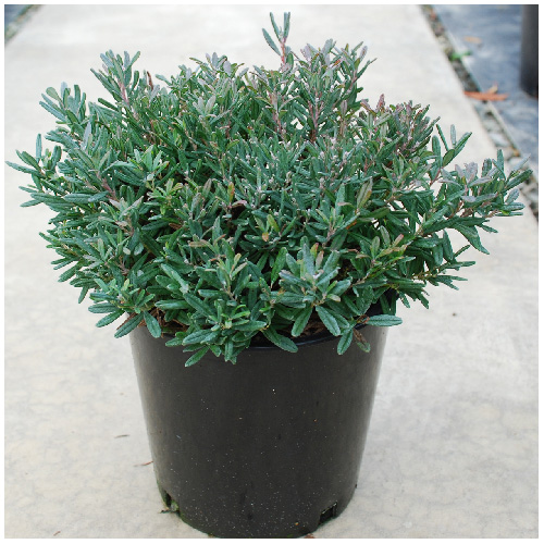 Andromeda Polifolia Blue Ice - #1 - Assorted 4820411 | RONA