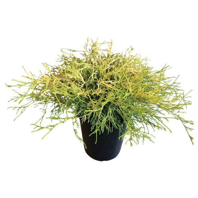 INLINE NURSERIES Sungold Cypress - #2 Pot - Assorted 2800422 | RONA