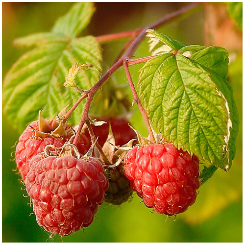 INLINE NURSERIES Plant de framboises en pot n° 1, assorti 6050411 | RONA