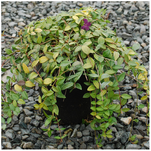 INLINE NURSERIES Assorted Periwinkle - #1 Pot 3000611 | RONA