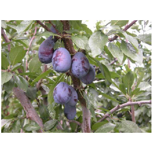 Plum Tree - #7 Pot - Assorted 10630477 | RONA