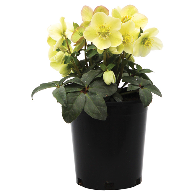 Assorted Gold Helleborus - #1 Pot 16750411 | RONA