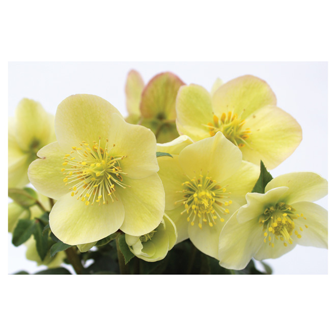 Assorted Gold Helleborus - #1 Pot 16750411 | RONA
