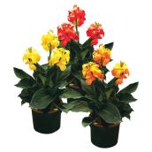 Fernlea Flowers Patio Planter - Rio - 13-in Various Colours 969979 | RONA