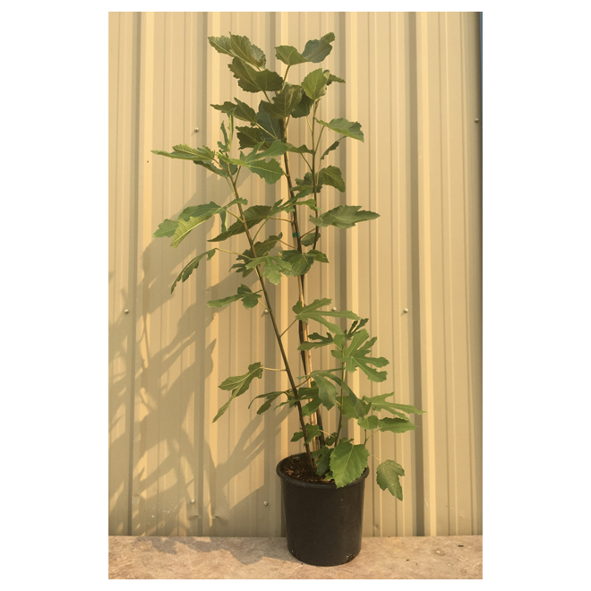 INLINE NURSERIES Assorted Ficus - 3 gal. 32620433 | RONA
