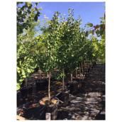 Green Plus Pyramidal Oak - 5-Gal Container - Green Foliage 829525011151 ...