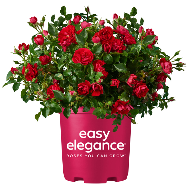 Easy Elegance Assorted Shrub Roses in a 2-gal Pot - Assorted Colours ...