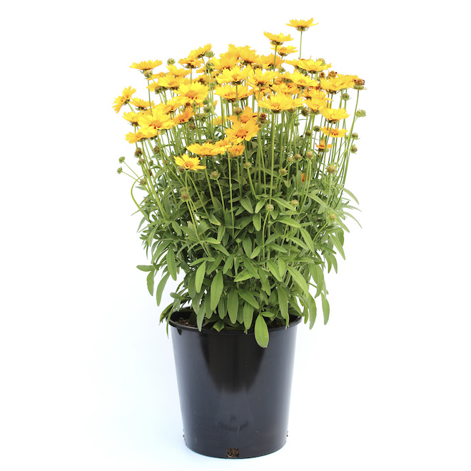 PLANET GREEN Assorted Fall Perennial 2-Gallon Container 3940422 | RONA