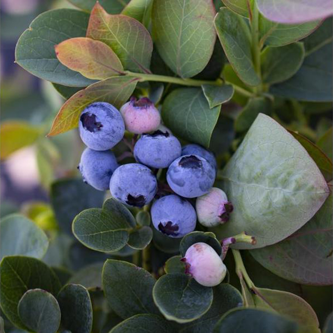 Green Plus Nurseries Silver Dollar Bueberries - 1-Gallon Pot ...