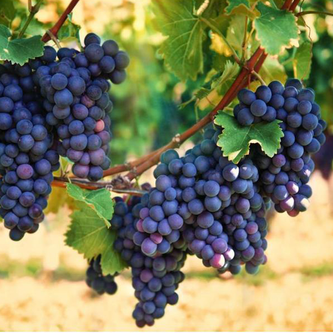 STA-GREEN Beta Grape - 1 Gallon 829525013469 | RONA