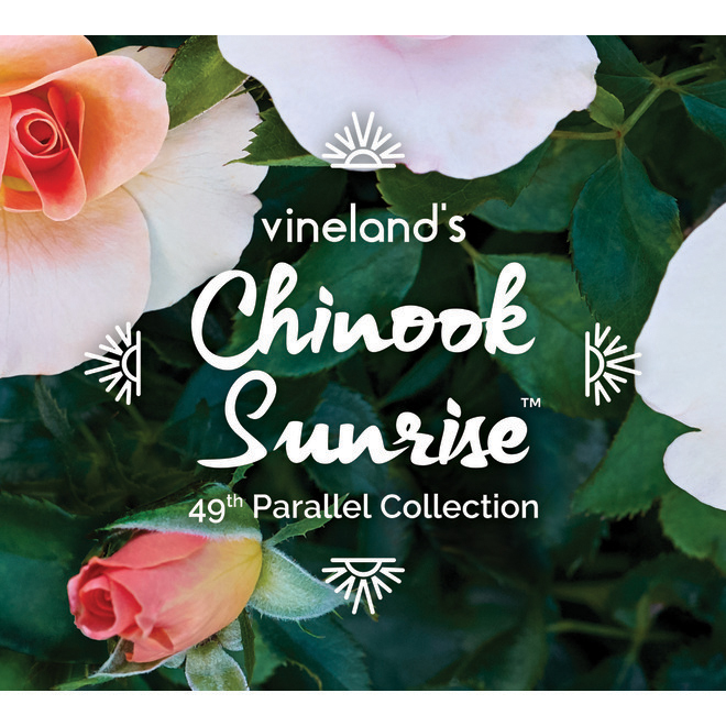 GREEN PLUS Chinook Sunrise Roses - 2 gallon 829525012875 | RONA