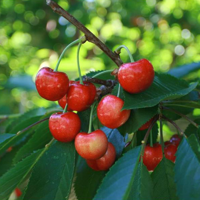 STA-GREEN Romeo Cherry - 1-Gallon Pot 829525013421 | RONA