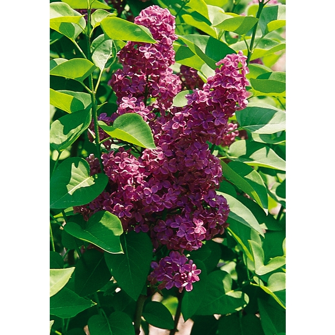 Green Plus French Lilac 3 Gal 829525012837 Rona