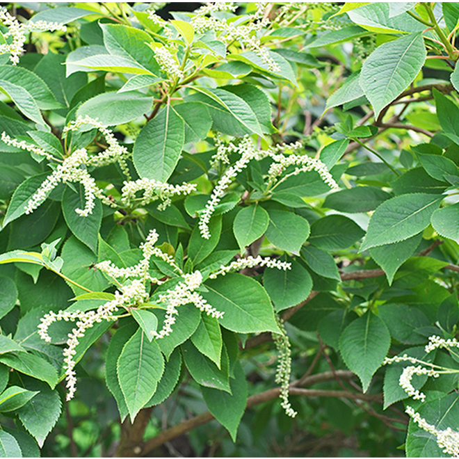 STA-GREEN Clethra Einstein - 2-Gallon Container 829525013698 | RONA