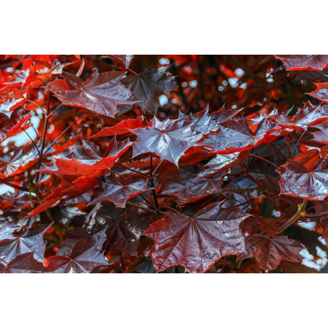 Green Plus Columnar Maple Tree - 5 Gal - Red Foliage 829525011939 | RONA