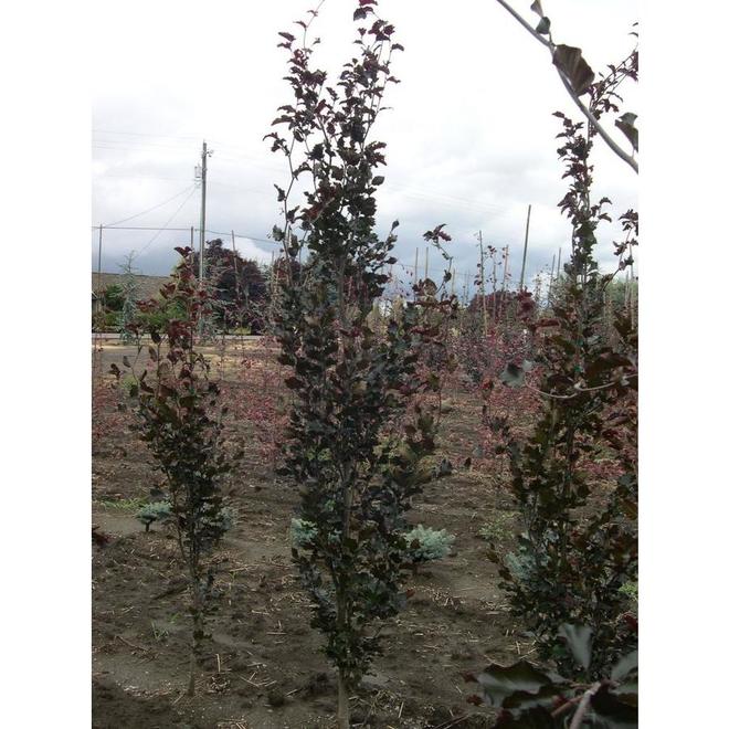 Green Plus Beech Trees - 5-Gallon Container - Assorted 829525013209 | RONA