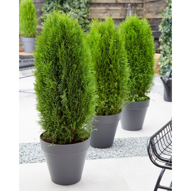 GREEN PLUS Cèdre totem 5 gallons 00829525003590 | RONA