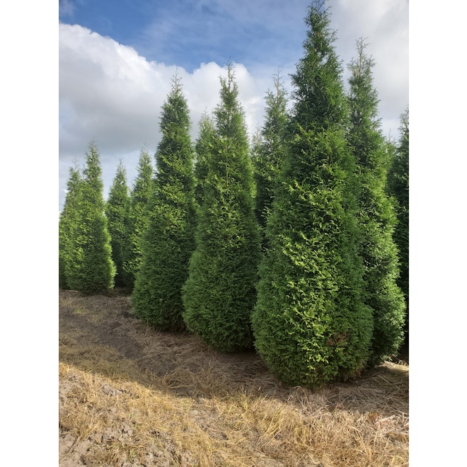 GREEN PLUS Spire North Thuja 7 Ga 829525003576 | RONA