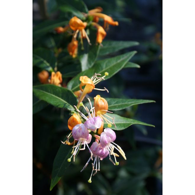 STA-GREEN Candy Swirl Honeysuckle - 1-gal Pot 829525003859 | RONA