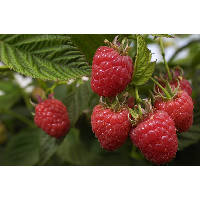 Green Plus Nurseries Assorted Raspberry Fruit Plant - 2-Gal ...