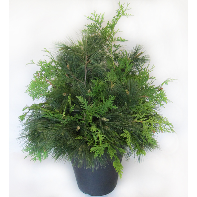 Green Plus Nurseries Seasonal Planter with Cedar and White Pine 9-in ...