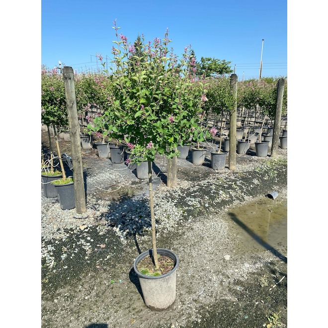 GREEN PLUS Assorted Ornamental Tree in a 7-gal Pot la | RONA