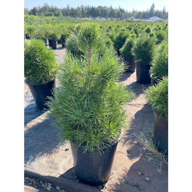 GREEN PLUS 5-Gallon Assorted Potted Pine 829525002111 | RONA