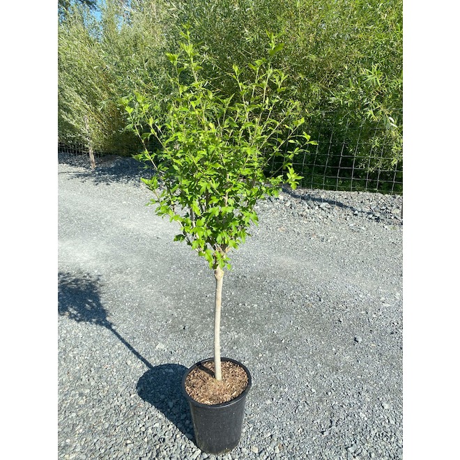GREEN PLUS Assorted Ornamental Tree in a 3-gal Pot 829525002142 | RONA