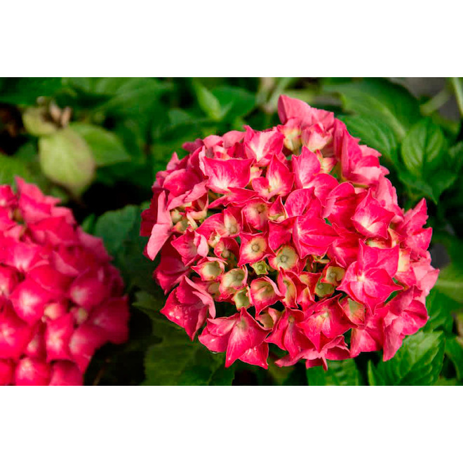 Green Plus 2-Gallon Assorted Premium Hydrangea 829525002258 | RONA