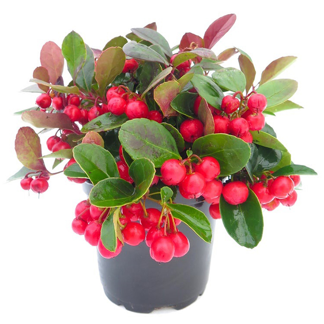 Green Plus Nurseries Wintergreen Plant in a 4-in Pot 829525002401 | RONA
