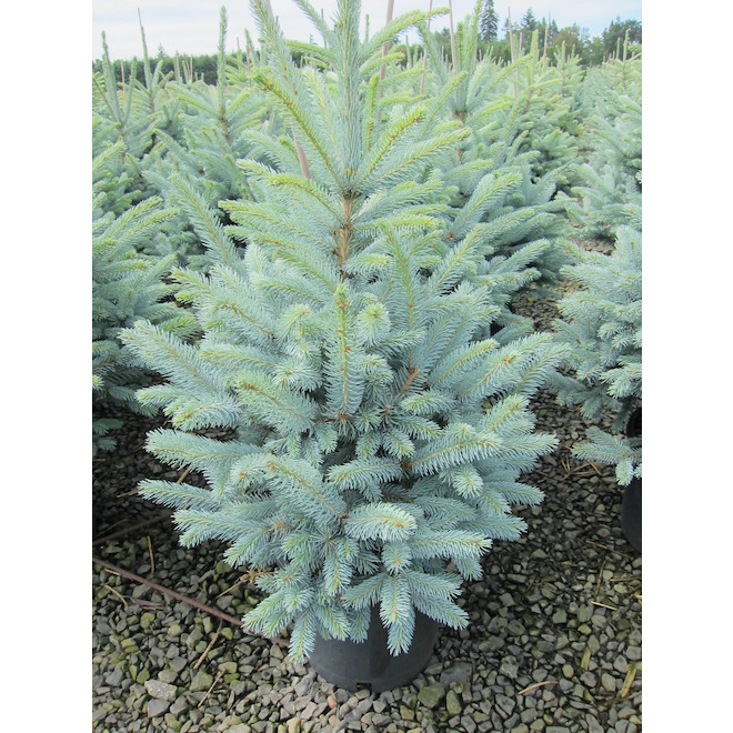 Green Plus Nurseries Spruce Tree in a 5-Gal Pot 829525002357 | RONA