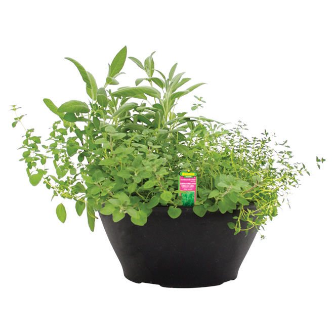 FERNLEA FLOWERS Fines herbes variées, 10" 605020 | RONA